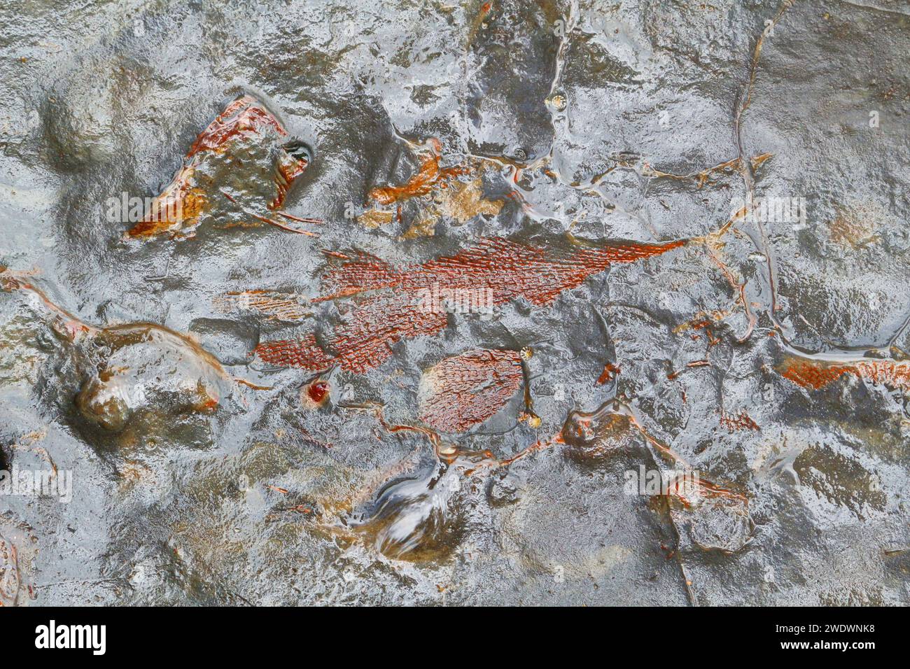 Fossils in the rock formations at Gondwana Coast in Ulladulla Harbour ...