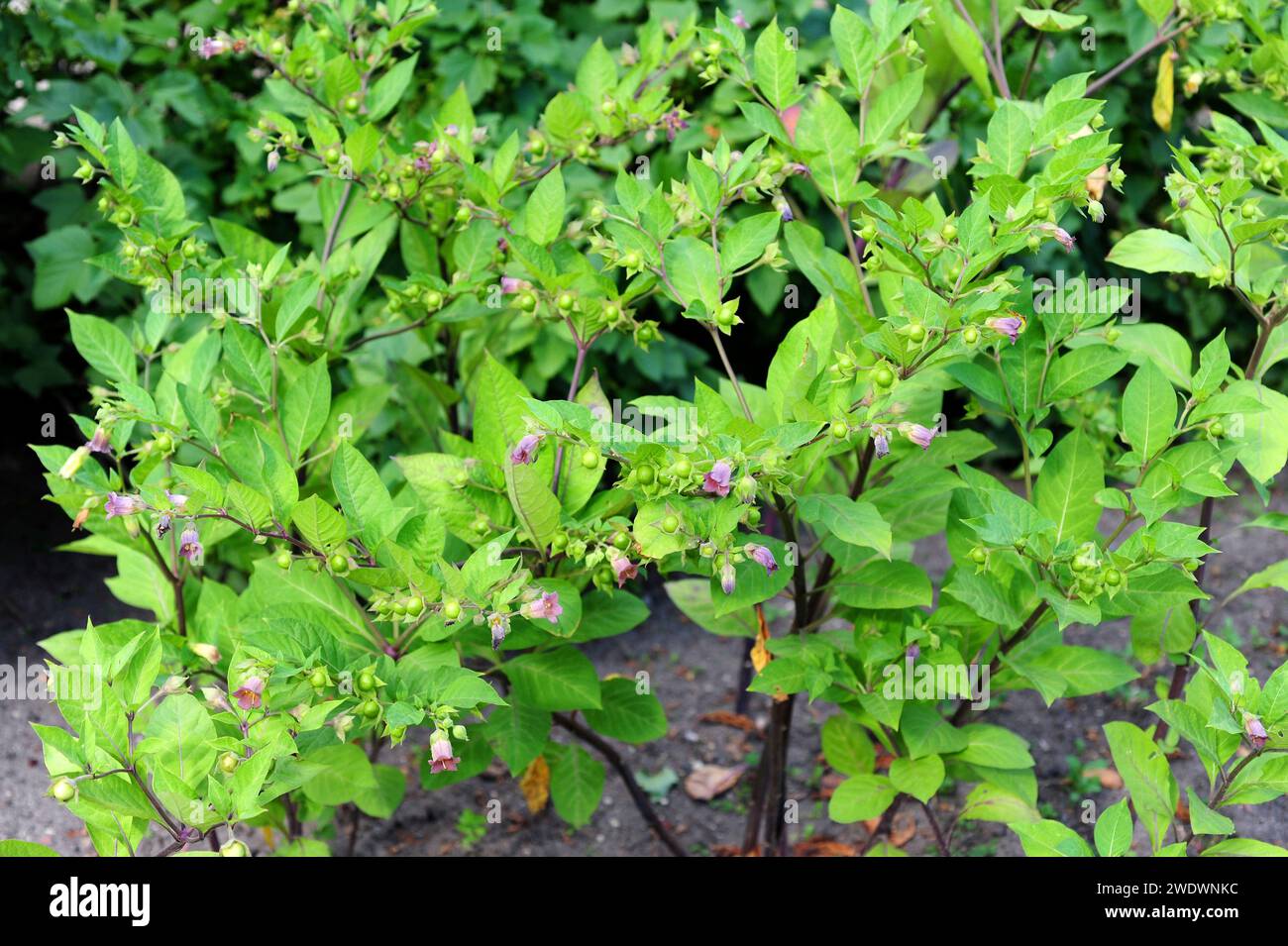 Belladonna (Atropa belladonna) is a perennial herb native to Europe ...