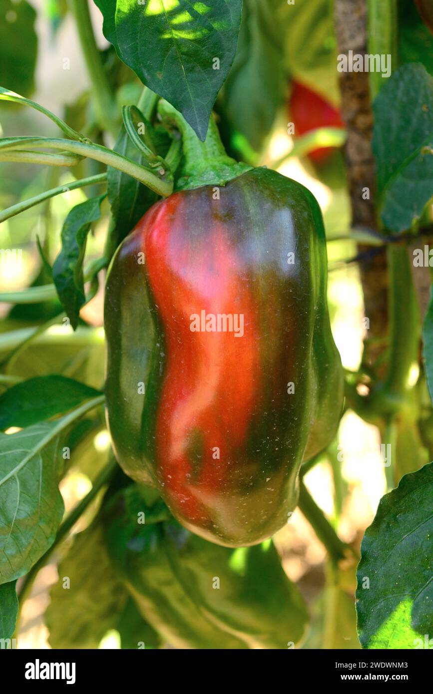 Pepper (Capsicum annuum) is an annual herb native to America. Its ...