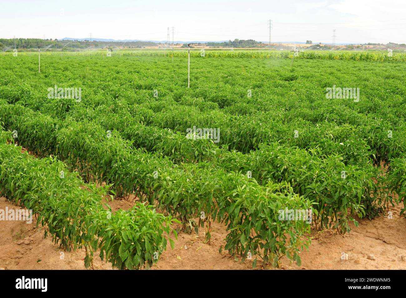 Pepper (Capsicum annuum) is an annual herb native to America. Its ...