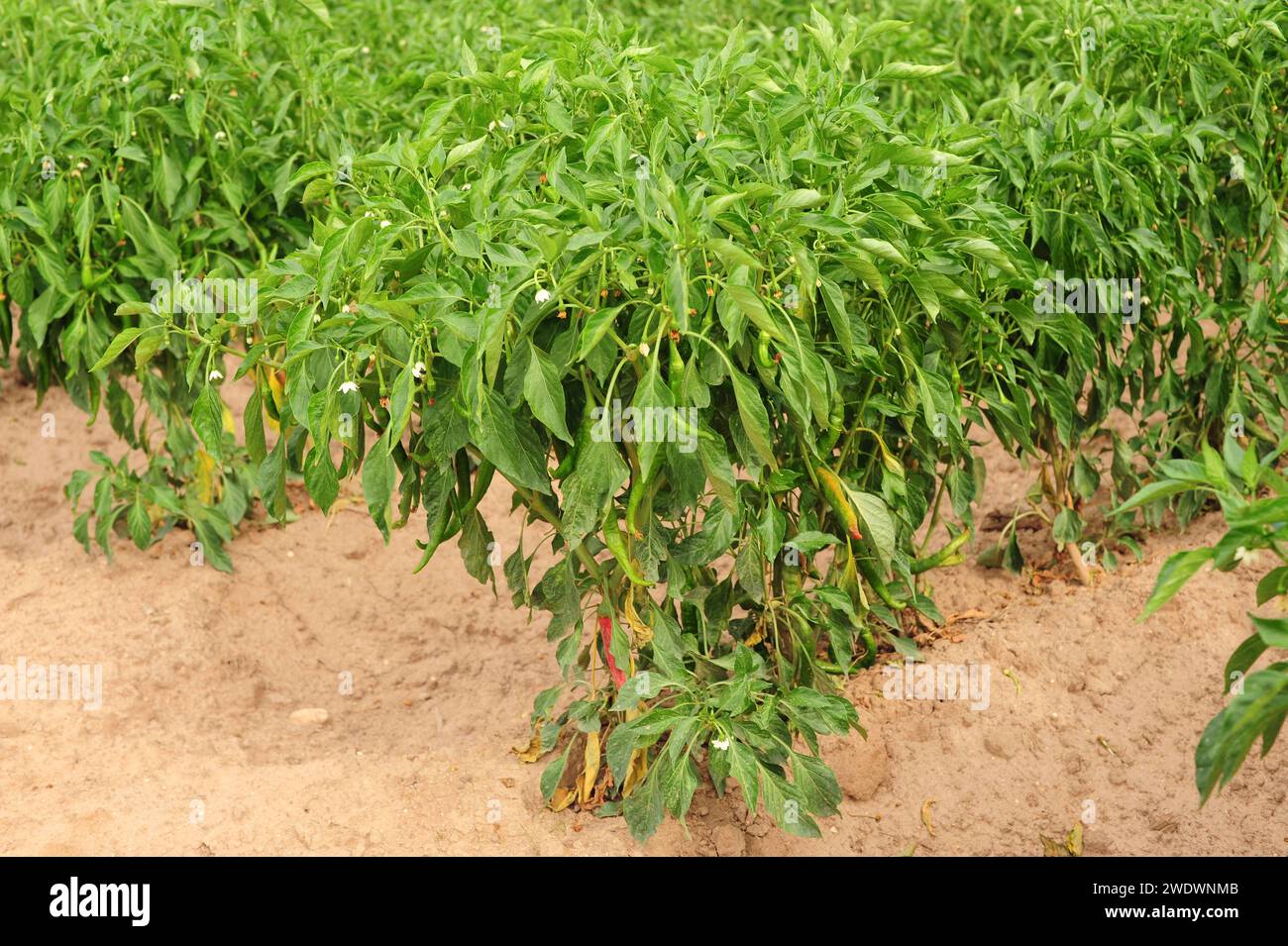 Pepper (Capsicum annuum) is an annual herb native to America. Its ...