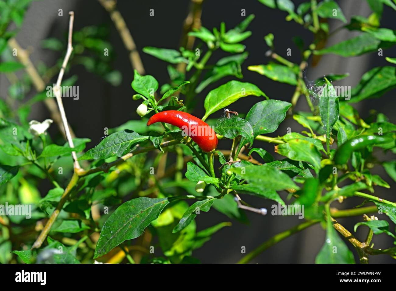 Chili pepper (Capsicum frutescens) is an annual plant native to America ...