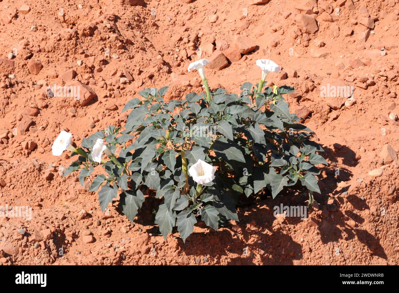 Sacred datura (Datura wrightii) is a perennial hallucinogen herb native ...