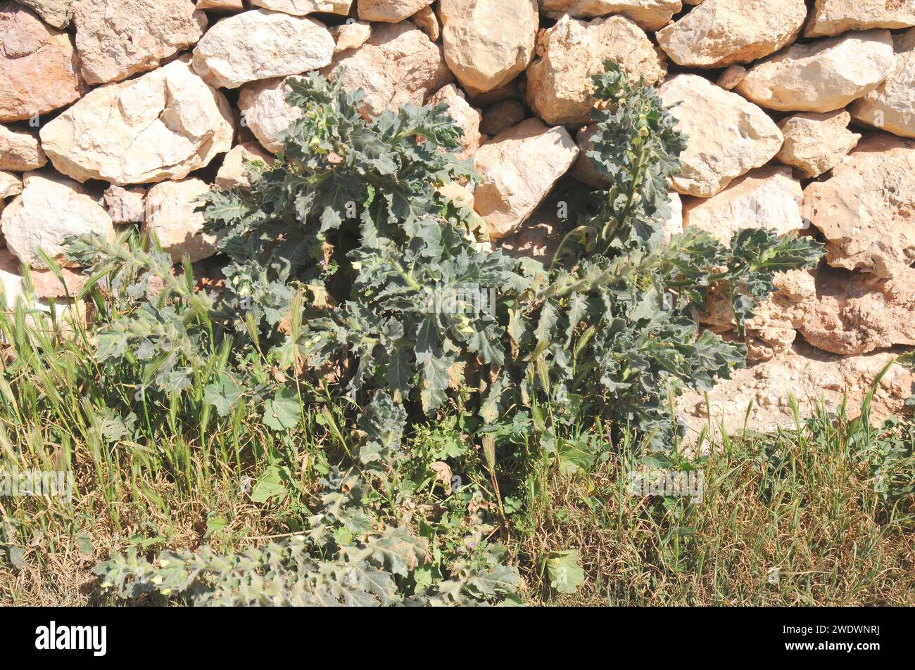 White henbane (Hyoscyamus albus) is a perennial poisonous herb native ...