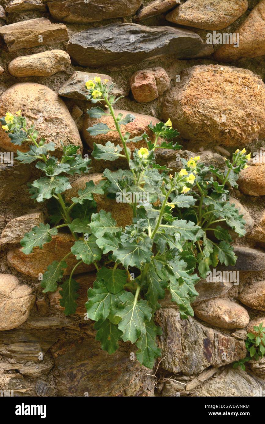 White henbane (Hyoscyamus albus) is a perennial poisonous herb native ...