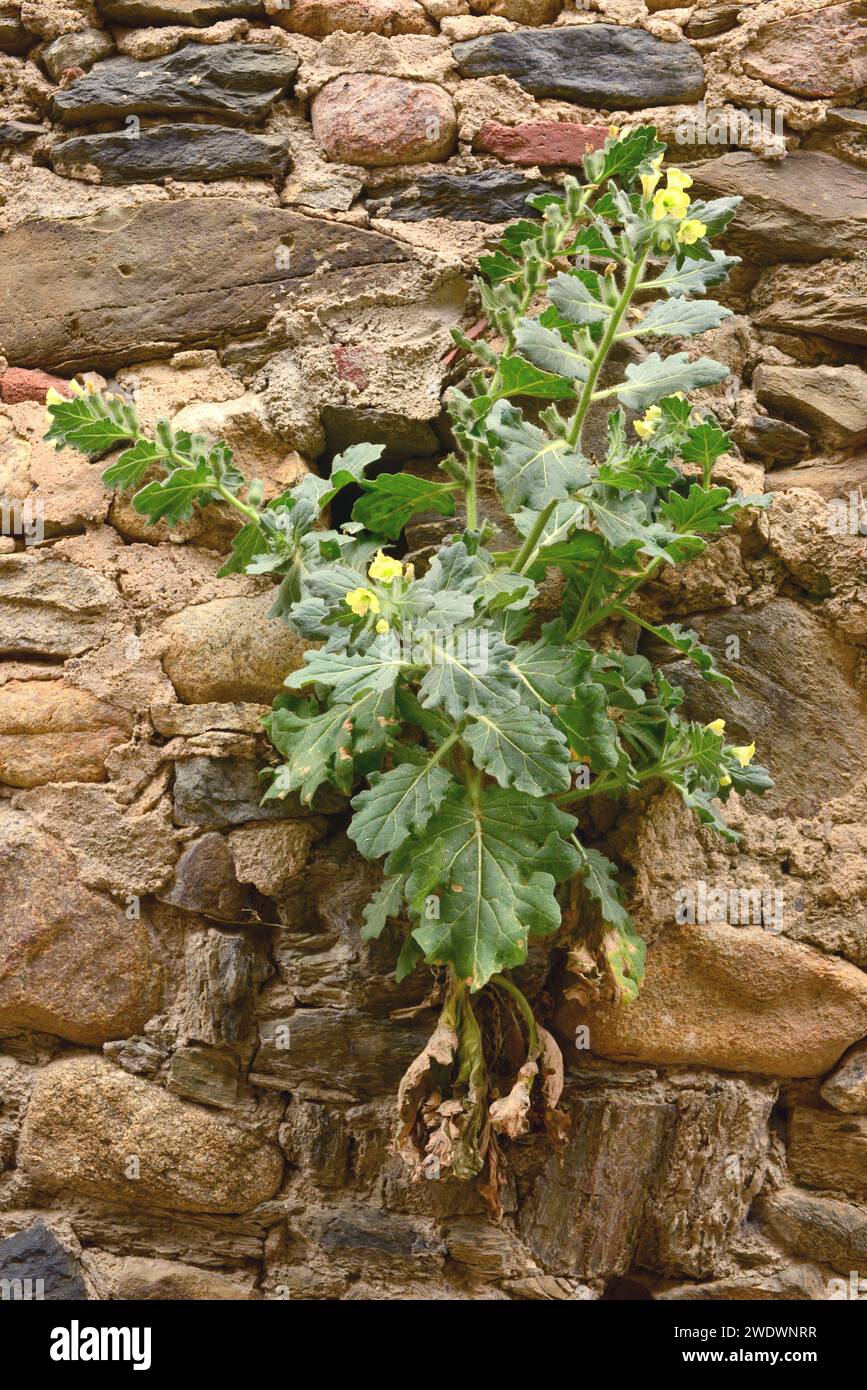 White henbane hi-res stock photography and images - Alamy