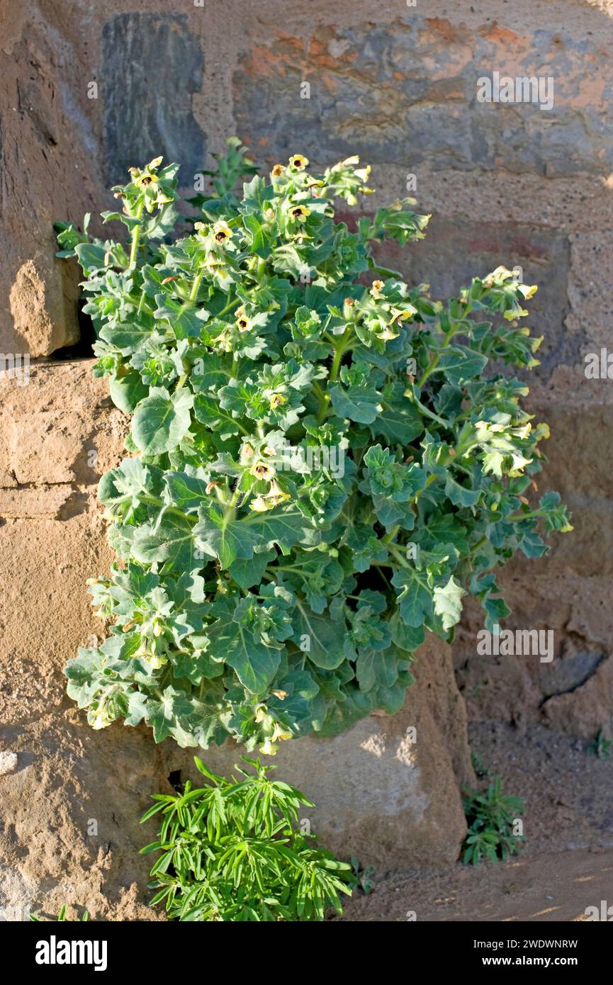 White henbane (Hyoscyamus albus) is a perennial poisonous herb native ...