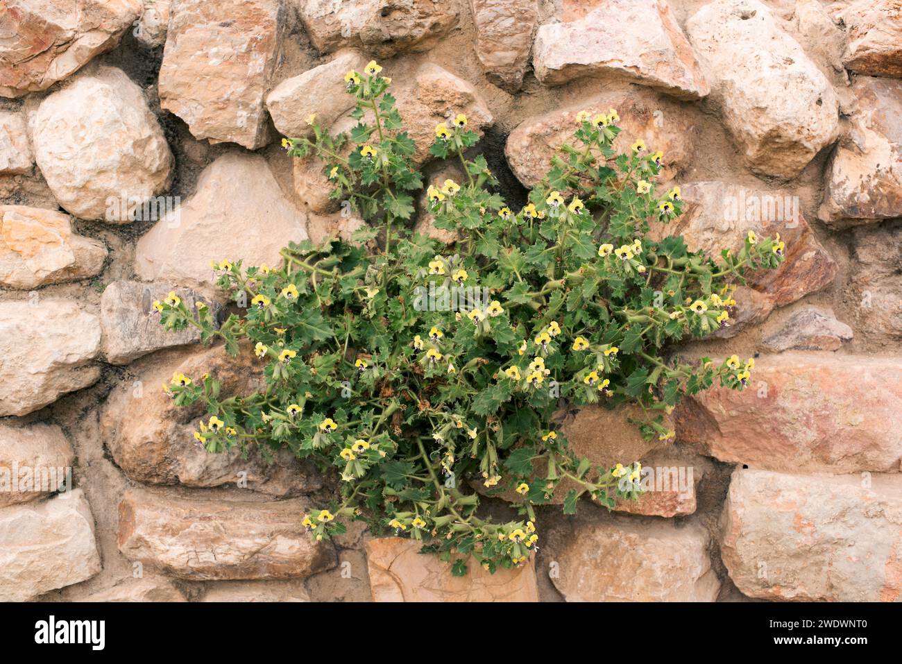 Golden henbane (Hyoscyamus aureus) is a perennial poisonous herb native ...