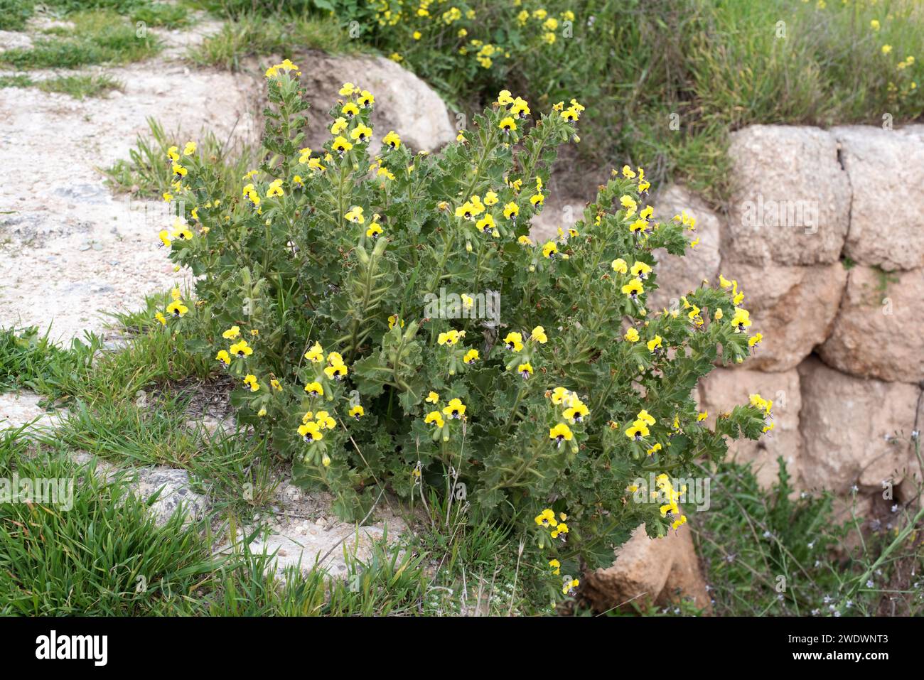 Golden henbane (Hyoscyamus aureus) is a perennial poisonous herb native ...