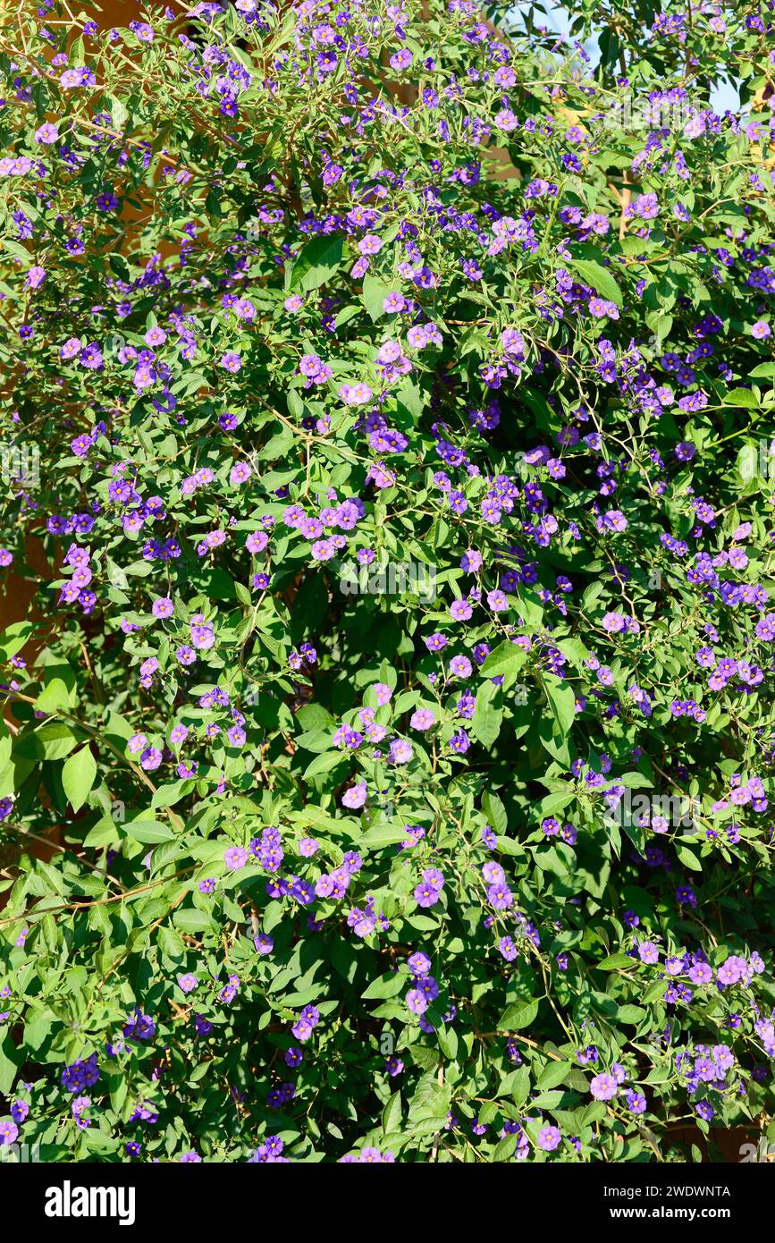 Blue potato bush (Lycianthes rantonnetii) is an evergreen shrub native ...
