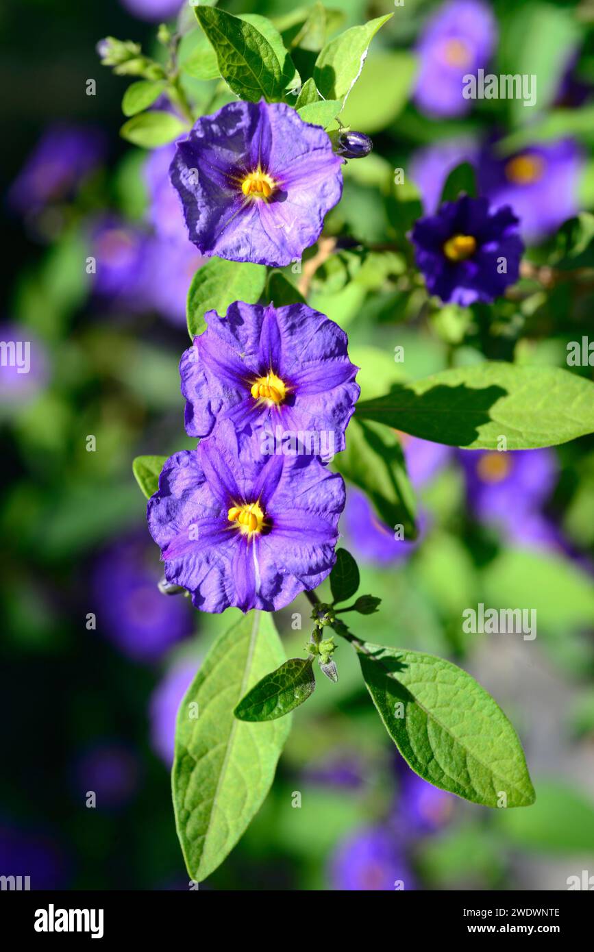 Blue potato bush (Lycianthes rantonnetii) is an evergreen shrub native ...