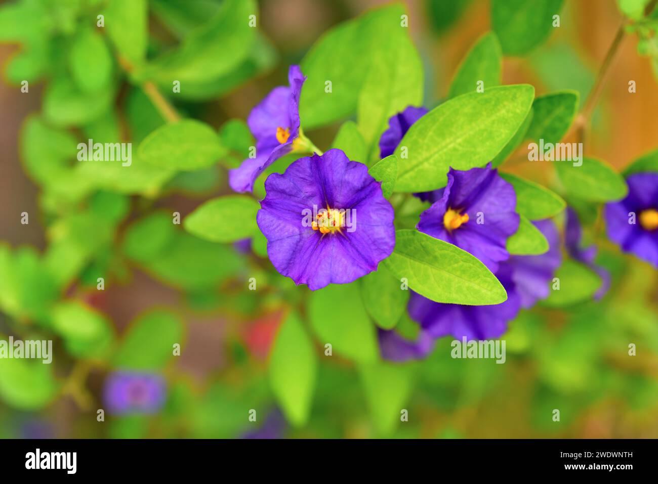 Blue potato bush (Lycianthes rantonnetii) is an evergreen shrub native ...