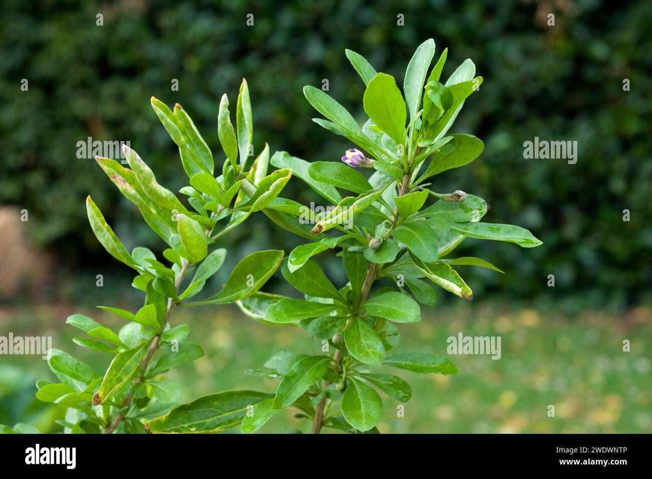 Tibetan goji or Chinese wolfberry (Lycium barbarum) is a deciduous ...