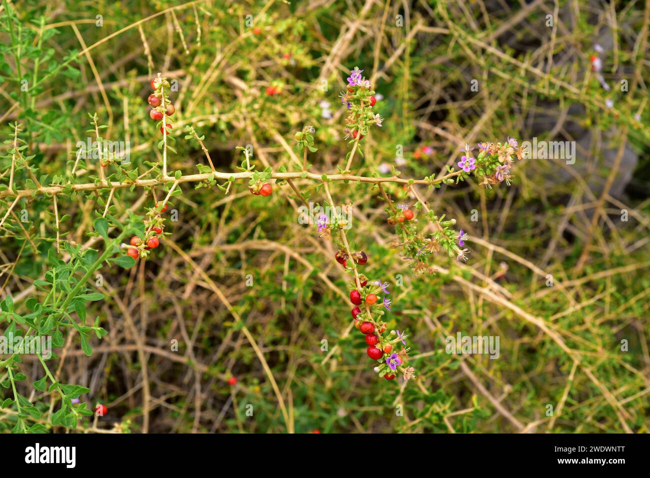 Fremont's desert thorn or Fremont's thornbush (Lycium fremontii) is a ...