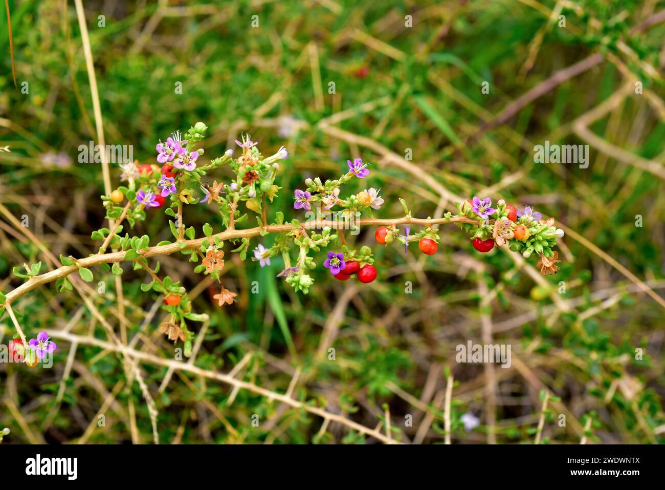 Fremont's desert thorn or Fremont's thornbush (Lycium fremontii) is a ...