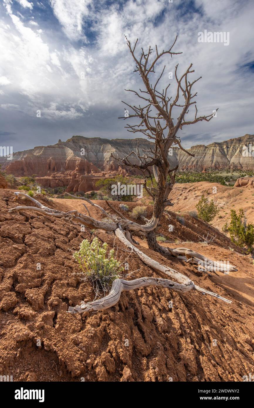 Dead small tree with exposed roots stands on red earth in front of ...