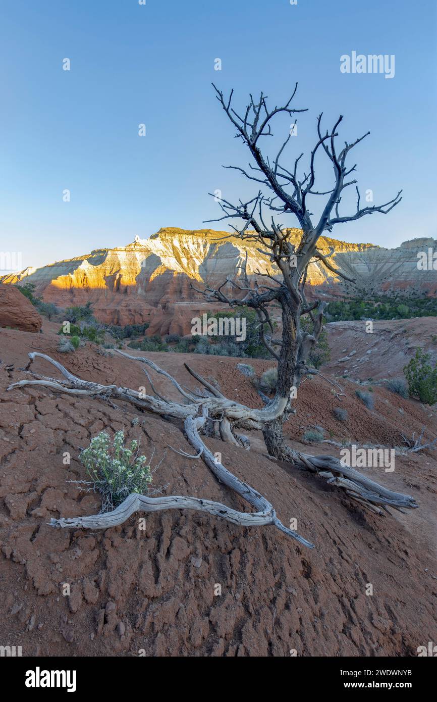 Dead small tree with exposed roots stands on red earth in front of ...