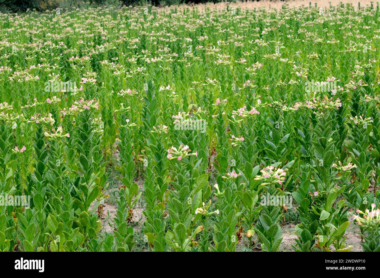 Tobacco (Nicotiana tabacum) is an annual herb native to tropical ...