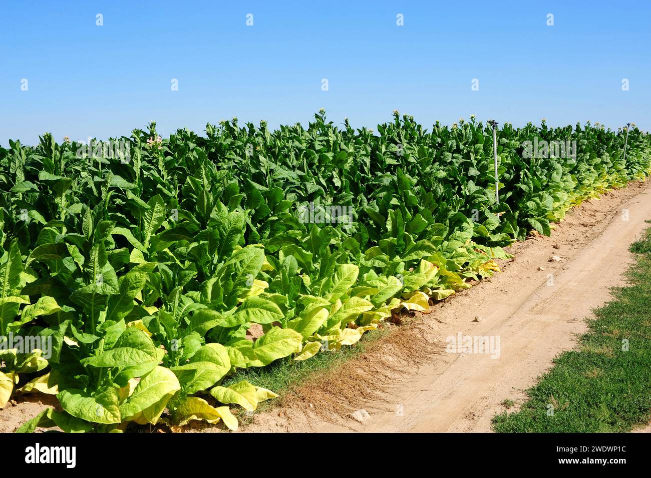 Tobacco (Nicotiana tabacum) is an annual herb native to tropical ...