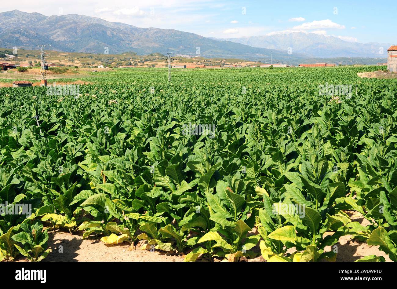 Tobacco (Nicotiana tabacum) is an annual herb native to tropical ...