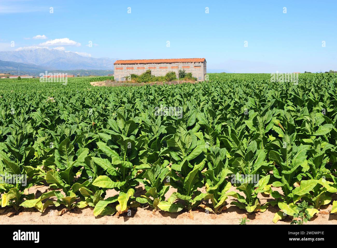 Tobacco (Nicotiana tabacum) is an annual herb native to tropical ...