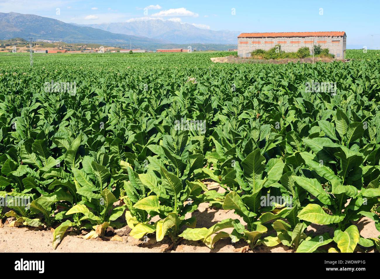 Tobacco (Nicotiana tabacum) is an annual herb native to tropical ...
