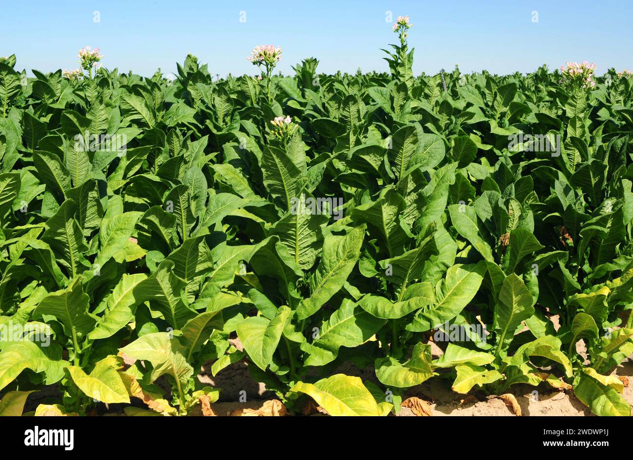 Tobacco (Nicotiana tabacum) is an annual herb native to tropical ...