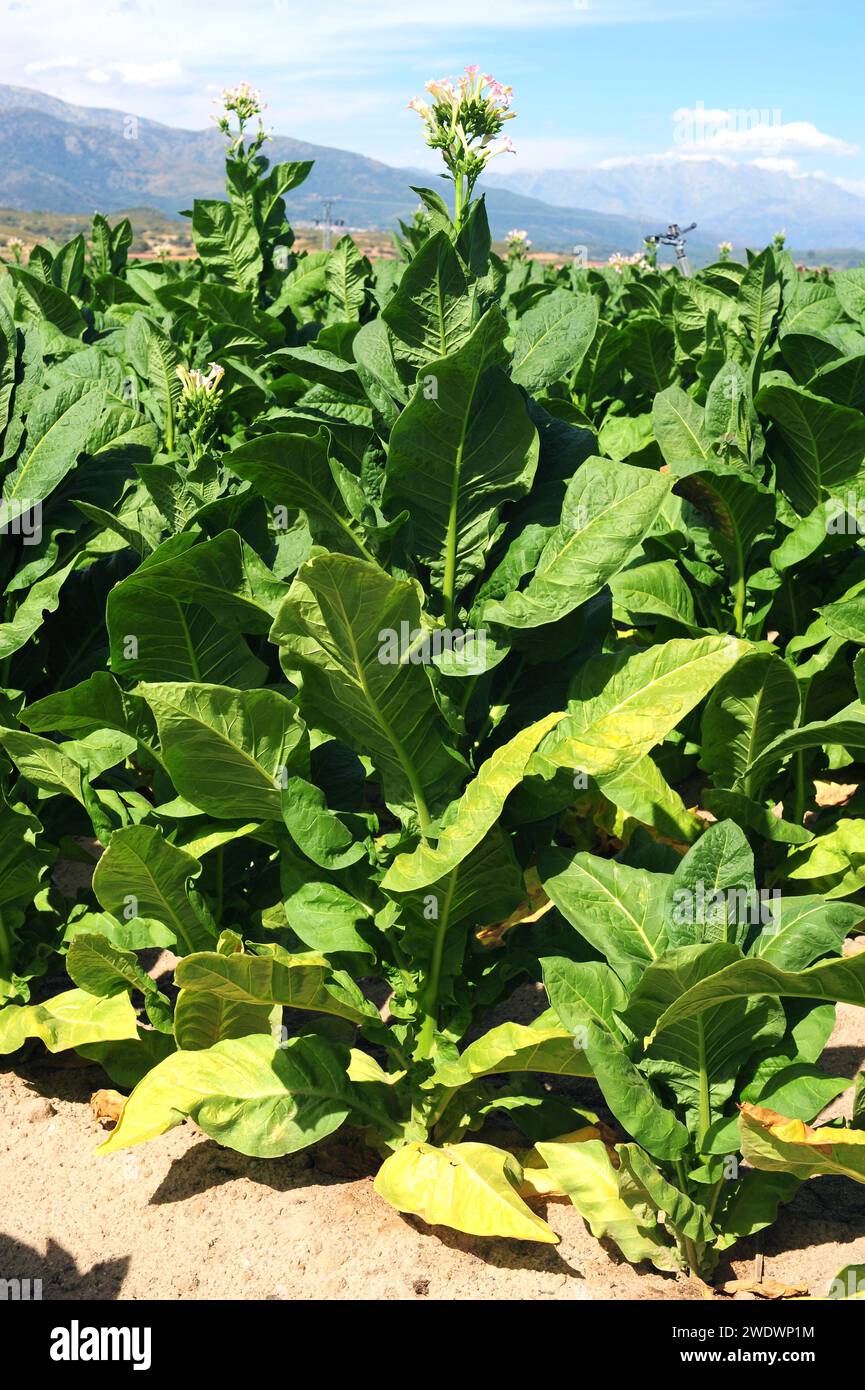 Tobacco (Nicotiana tabacum) is an annual herb native to tropical ...