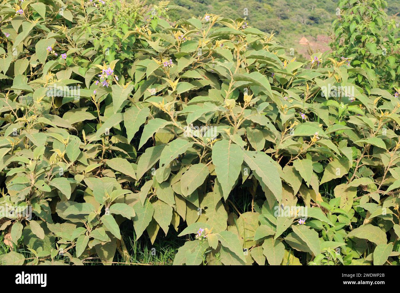 Thorn apple (Solanum incanum) is a thorny shrub native to Sub-Saharan ...