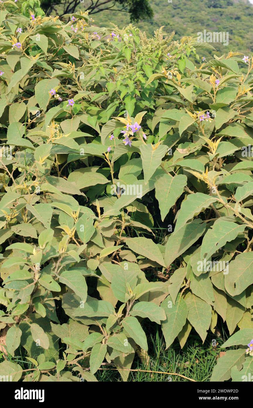 Thorn apple (Solanum incanum) is a thorny shrub native to Sub-Saharan ...