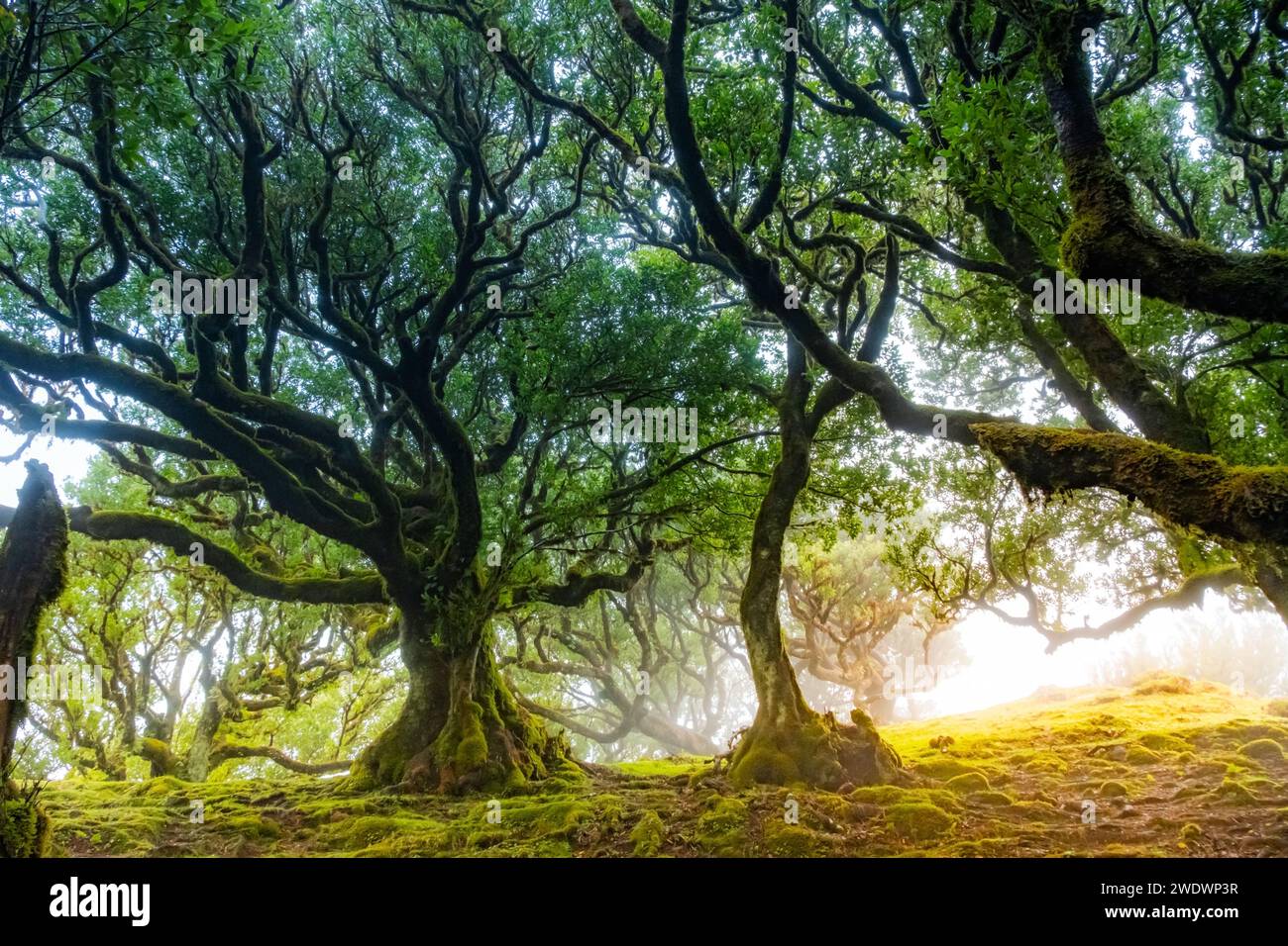 Fanal forest old mystical tree in Madeira island. Twisted trees in fog ...