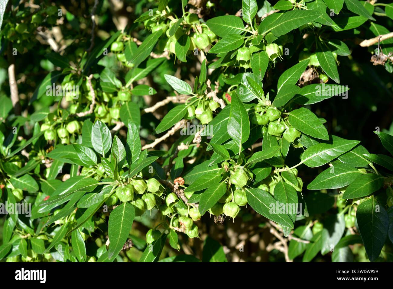 Canary orobal (Withania aristata) is a shrub native to Canary Islands ...