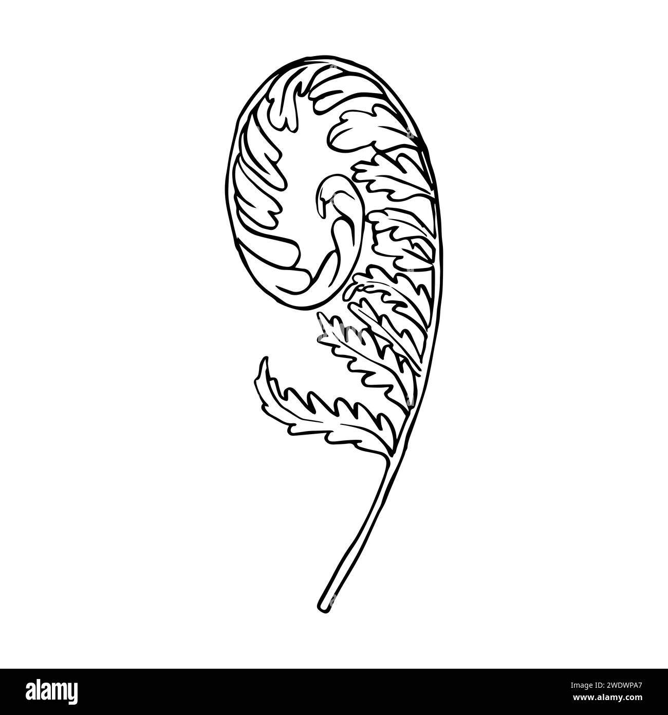 Hand drawn fern vector illustration. Outline sketch leaves of ferns ...