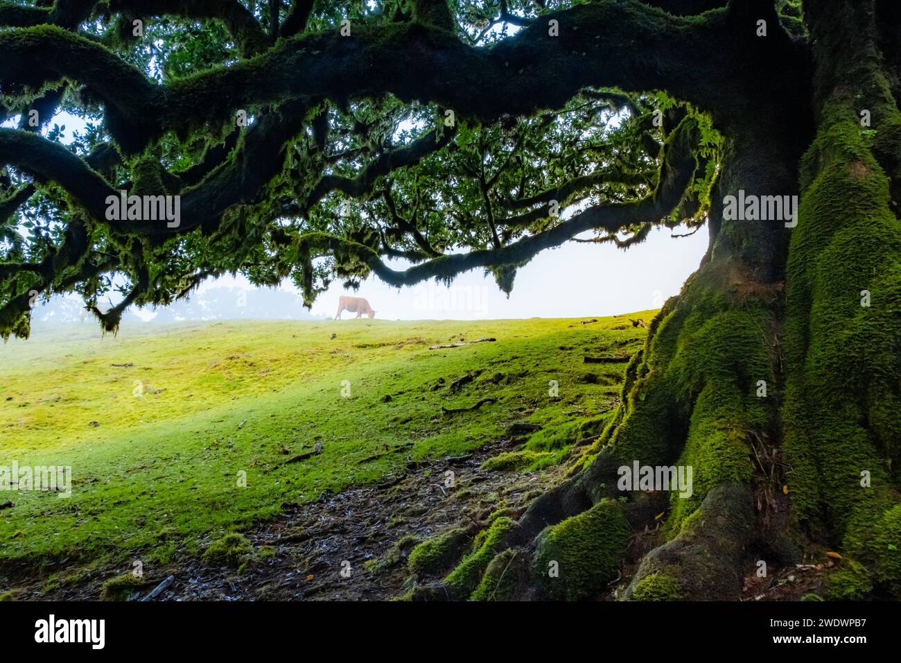 Twisted trees in the fog in Fanal Forest on the Portuguese island of ...