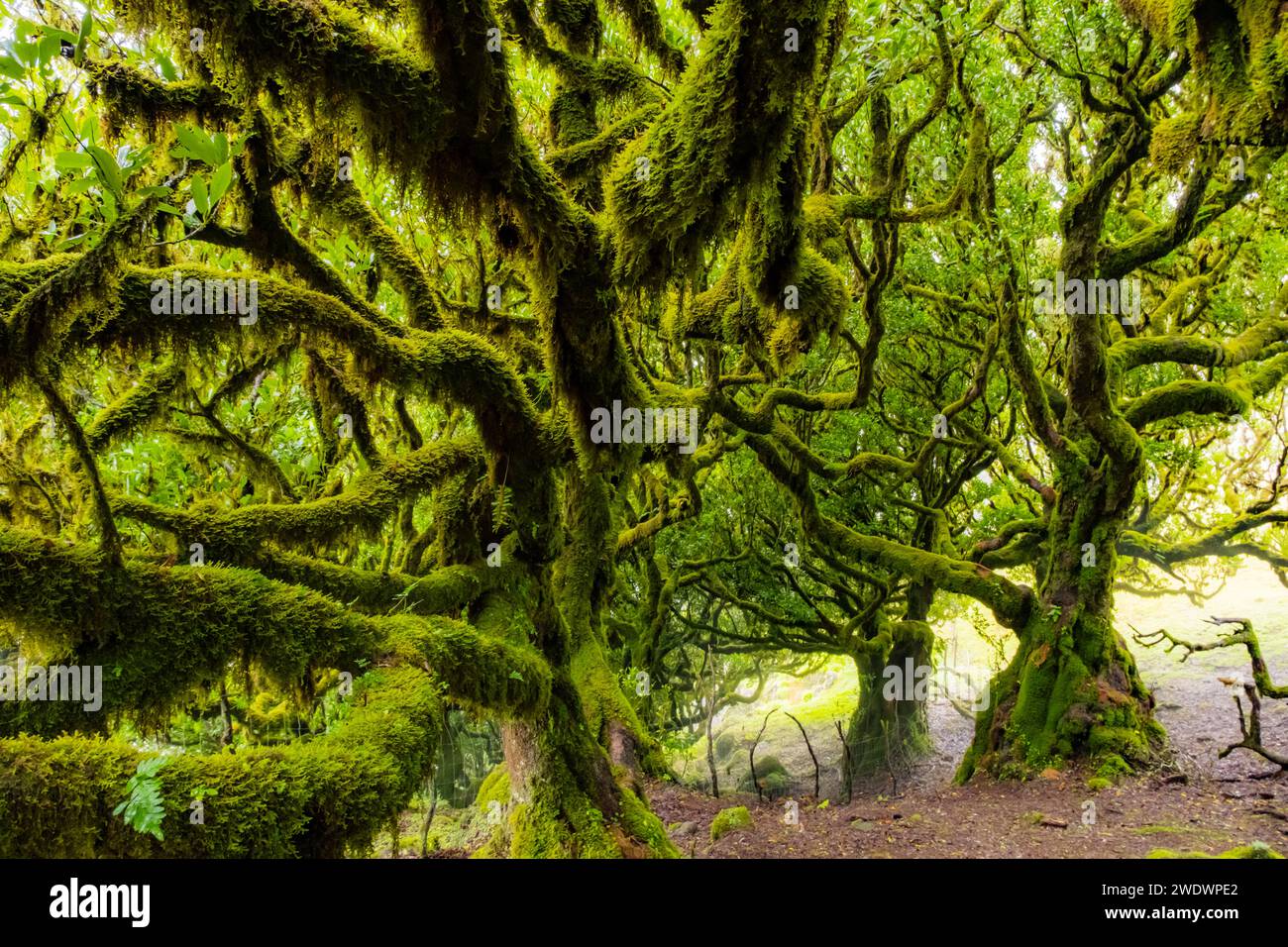 Twisted trees in the fog in Fanal Forest on the Portuguese island of ...