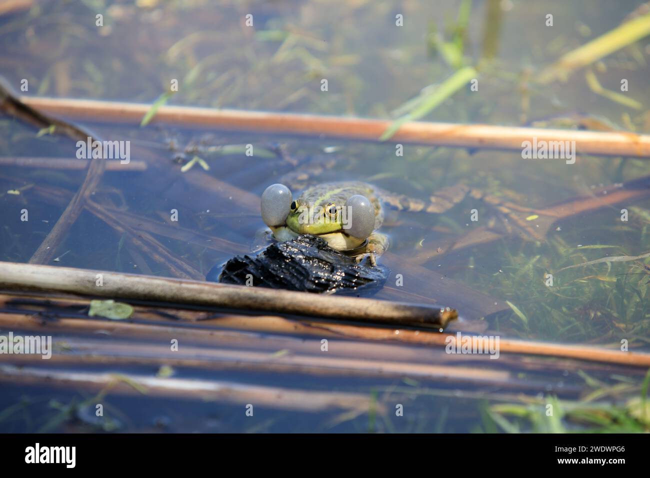 toad in the lake, very realistic, the toad looks into the eyes ...