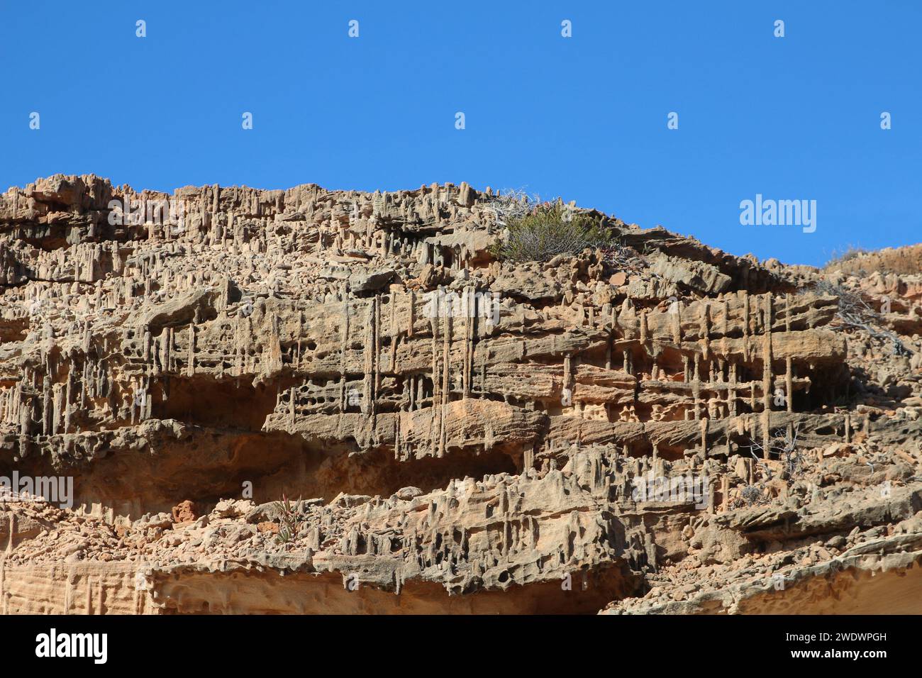 Fossil traces of Skolithos-worms in the Tumblagooda Sandstone in ...