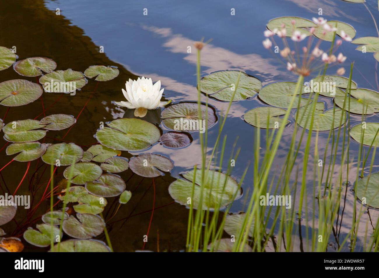 Marsh duck pond lily swamp hi-res stock photography and images - Alamy