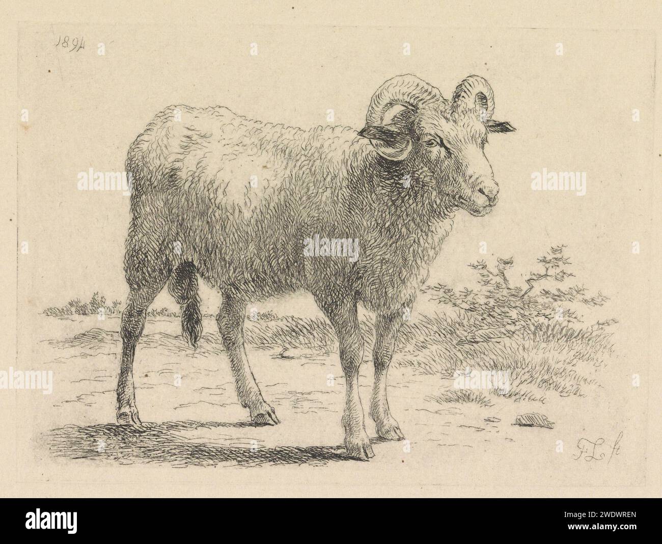 Standing Ram, Frans Lebret, 1894 print Standing ram, seeing diagonally ...