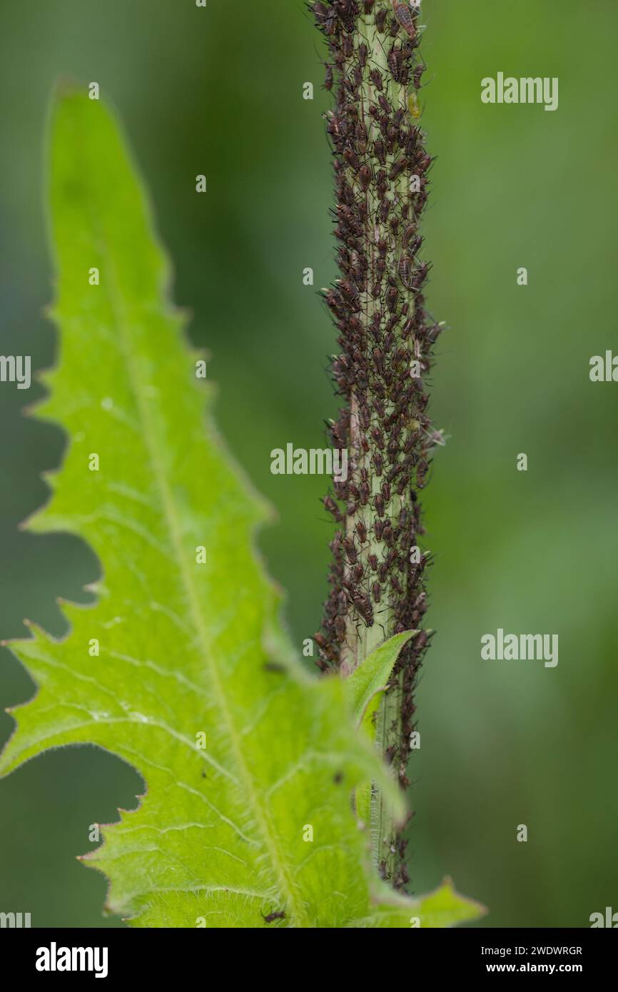Blattläuse hi-res stock photography and images - Alamy