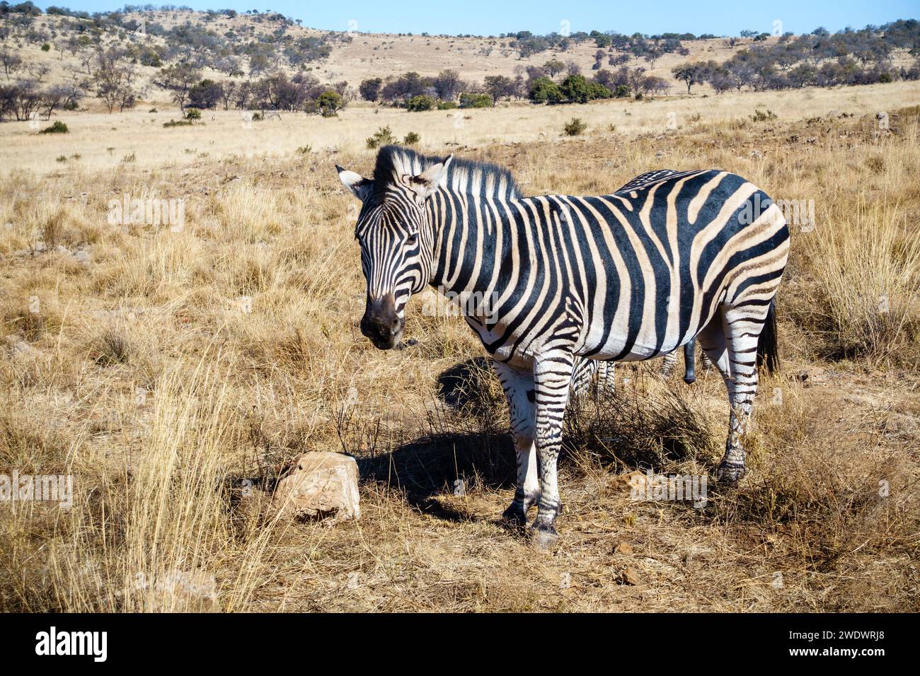 Zebra in its natural habitat in a wildlife preserve area in Gauteng ...