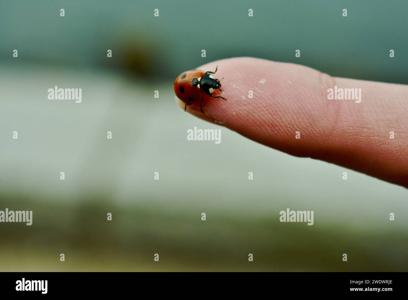Ladybug on finger hi-res stock photography and images - Alamy
