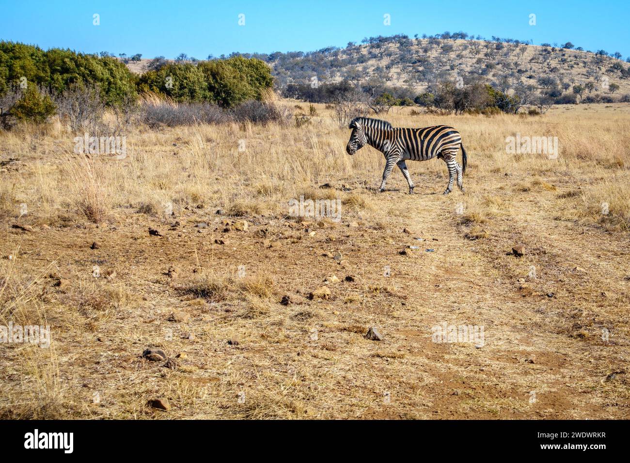 Zebra in its natural habitat in a wildlife preserve area in Gauteng ...