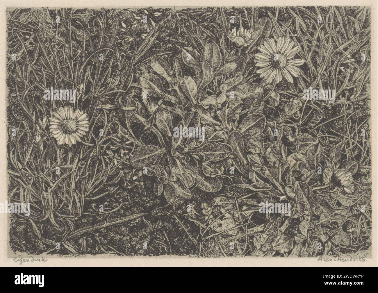 Daisies in the grass, Arend Hendriks, 1911 - 1943 print paper etching ...