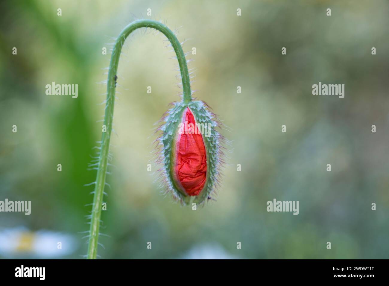Bud le coquelicot hi-res stock photography and images - Alamy