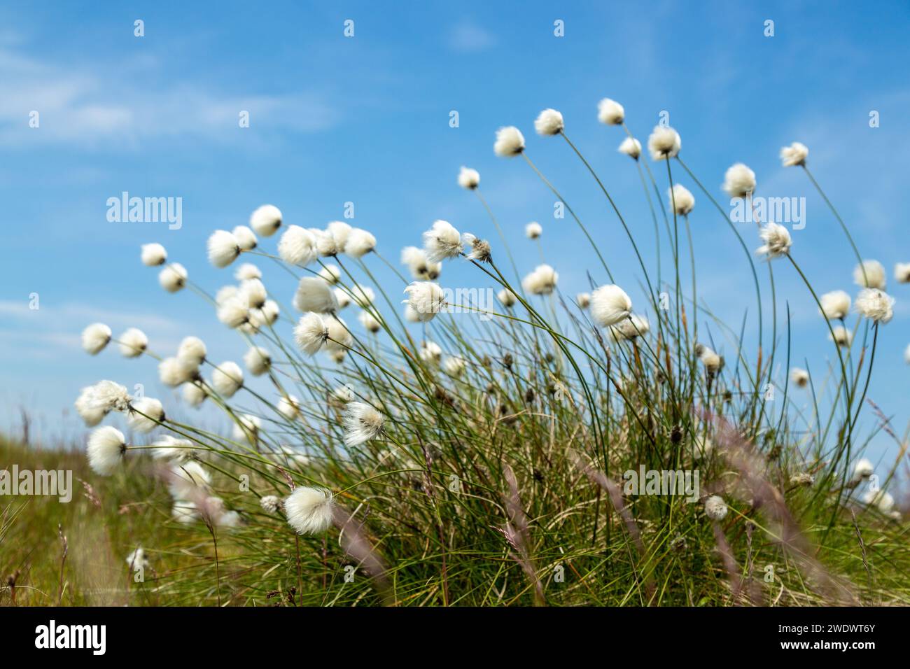 Eriophorum angustifolium, commonly known as common cottongrass or ...
