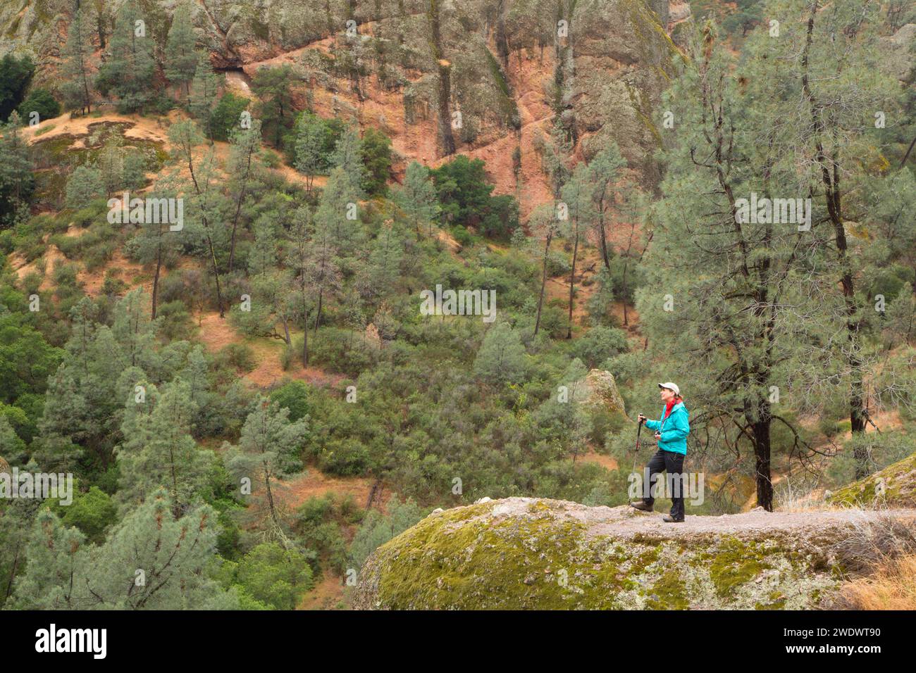 Gray pine (Pinus sabineana) forest along Juniper Canyon Trail ...