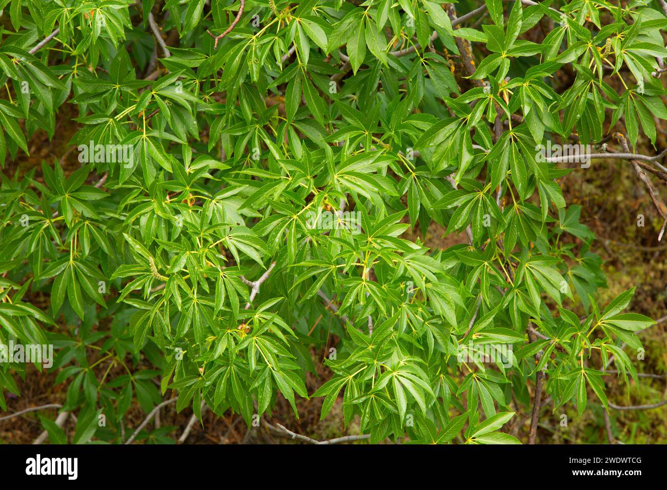 California buckeye leaves along Juniper Canyon Trail, Pinnacles ...