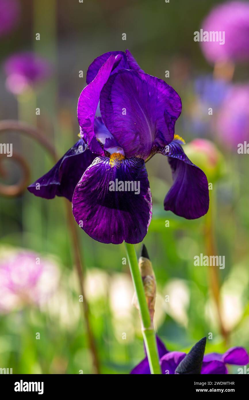 Head purple hi-res stock photography and images - Alamy