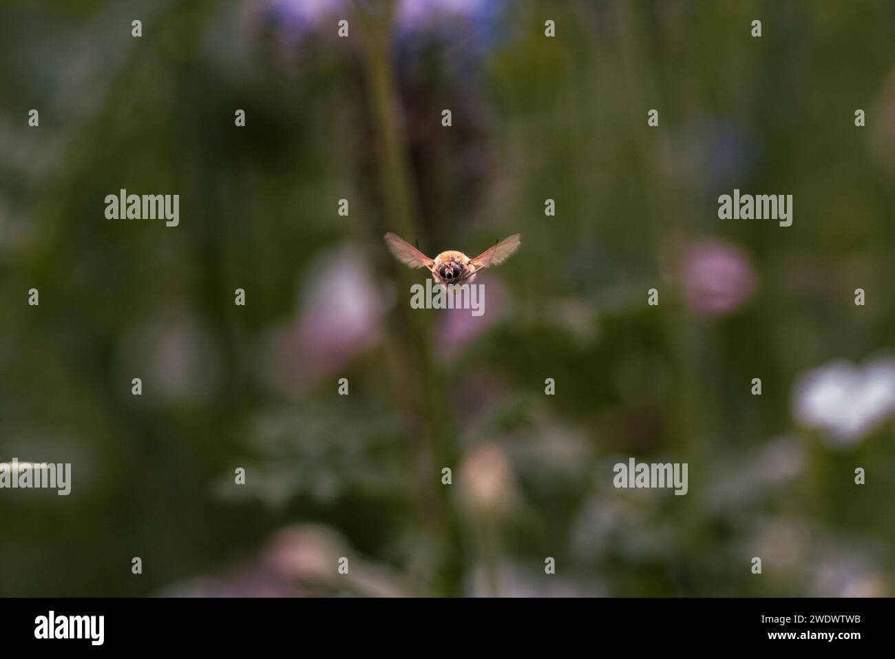 Little bee floating in the air photographed from the front with a green ...